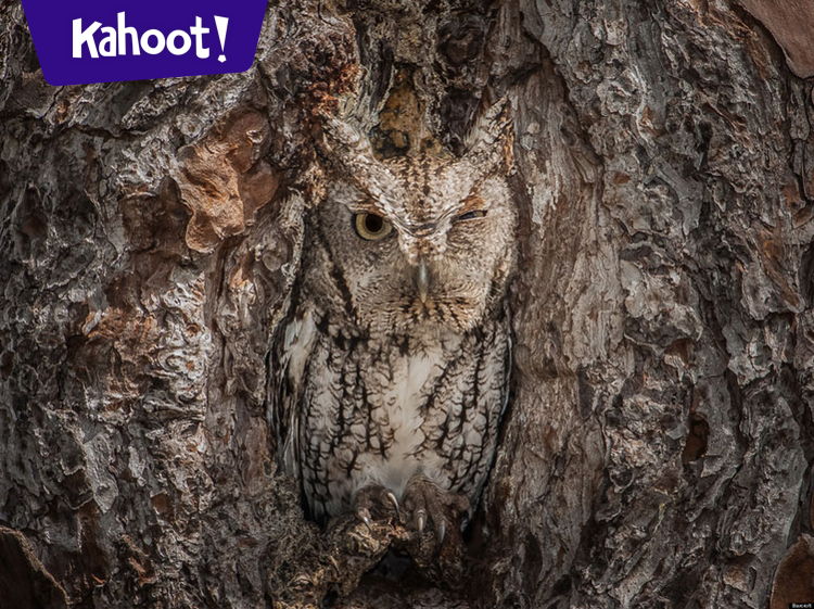Evolution Review - Kahoot! Quiz