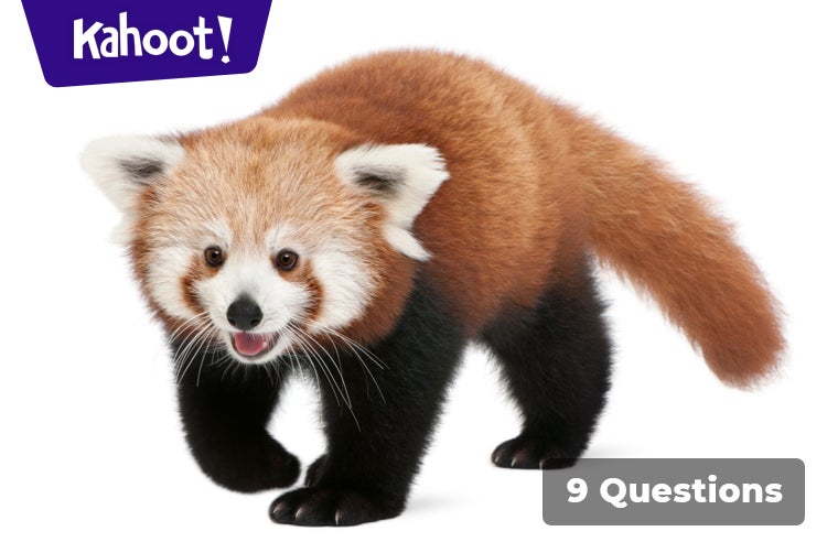 Red Pandas - Kahoot! Quiz