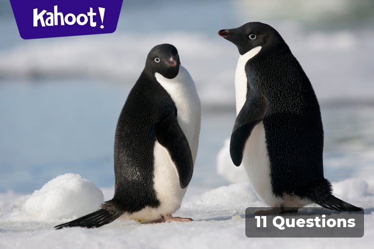 Adelie penguin quiz - Kahoot! Quiz