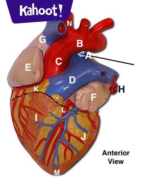 Heart Anatomy - Kahoot! Quiz