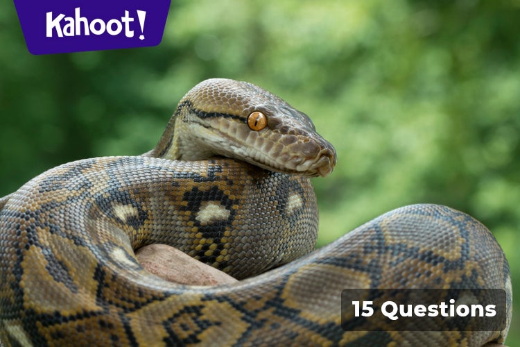 "IS THAT A BOA OR A PYTHON?" - Kahoot! Quiz