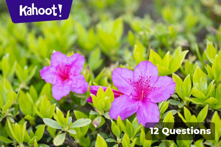 Identify plants (Plants A ) - Kahoot! Quiz