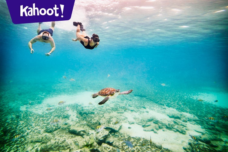 Fiore Big Cats and Sea Turtles - Kahoot! Quiz