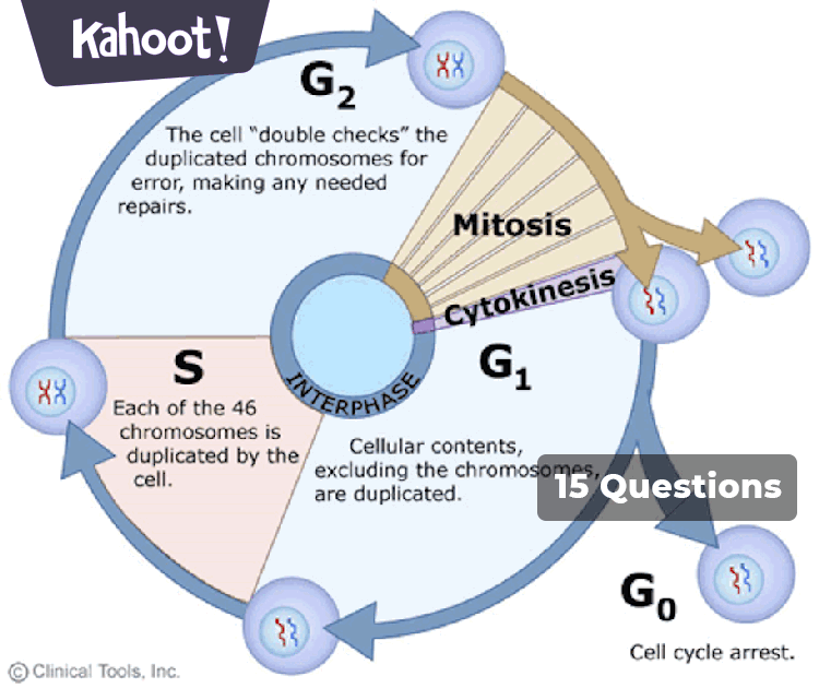 The Cell Cycle - Kahoot! Quiz