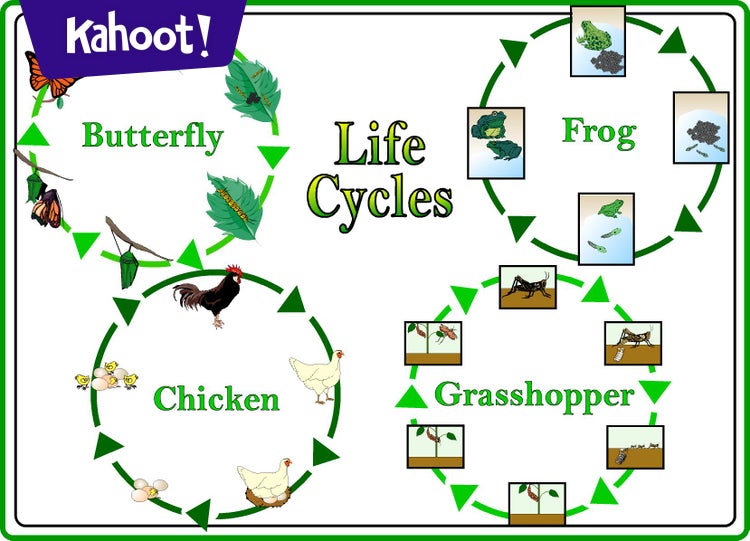 Life Cycles - Kahoot! Quiz