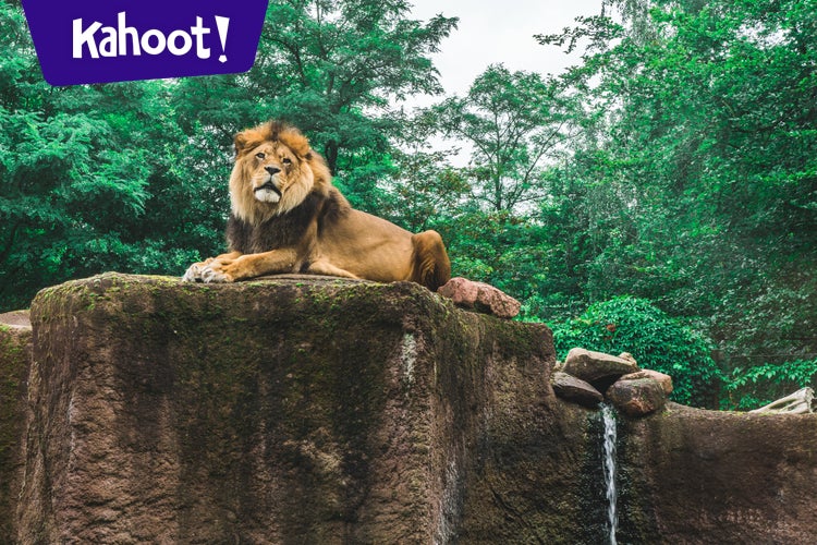 2019 Animal Kahoot - Kahoot! Quiz