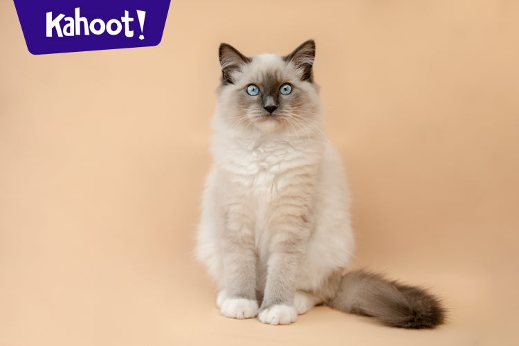 Vet breed id cat FFA CDE description - Kahoot! Quiz