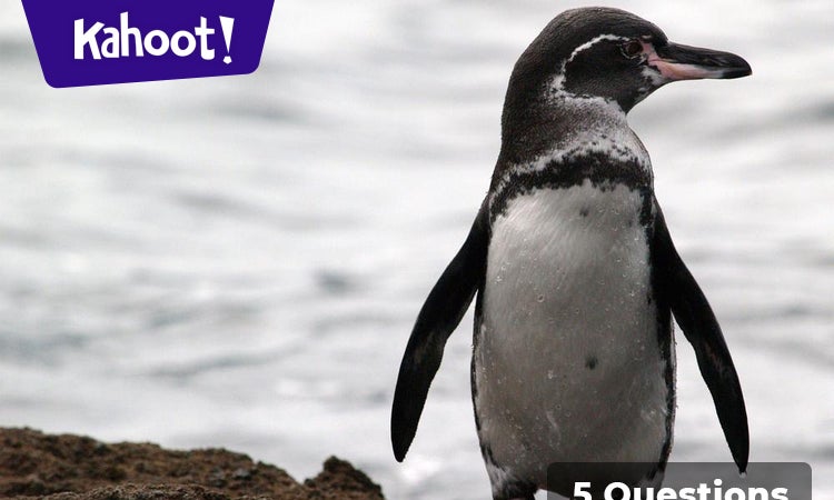 6th Grade Endangered Species Followup: Glapagos Penguins - Kahoot! Quiz