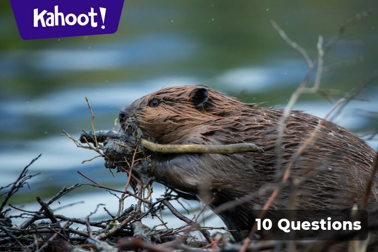 Beavers and urban wildlife - Kahoot! Quiz