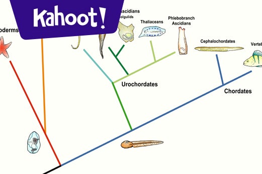 Echinoderms & Invertebrate Chordates - Kahoot! Quiz