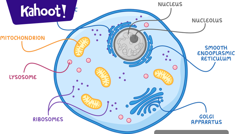 Cell Wall - Kahoot! Quiz