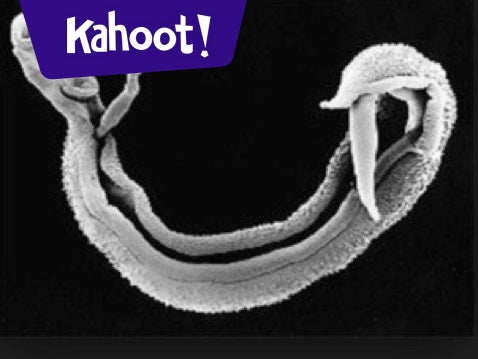 Protists, Fungi, and Helminths Challenge - Kahoot! Quiz