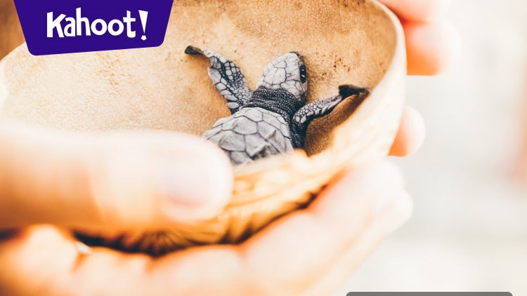 Endangered animals - Kahoot! Quiz