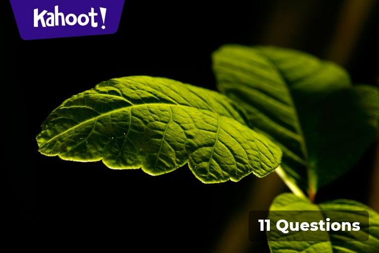 Plant Cells Year 8 Science Revision - Kahoot! Quiz