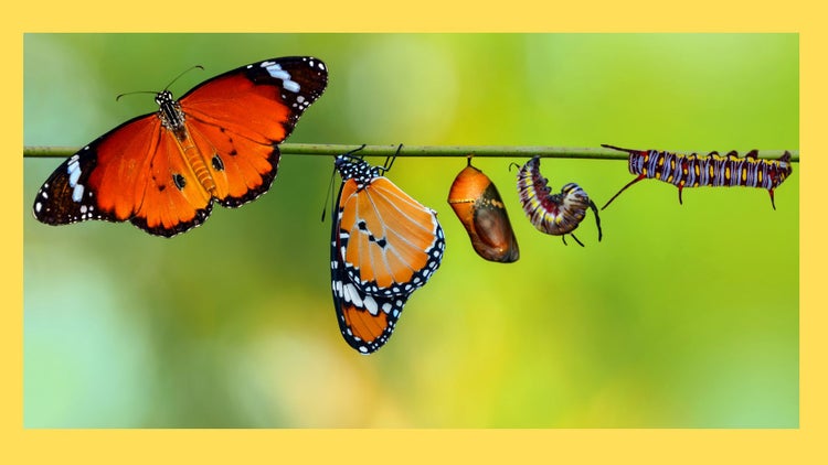 IB Biology (SL/HL): Full Syllabus Review by Themes (2025 syllabus ...