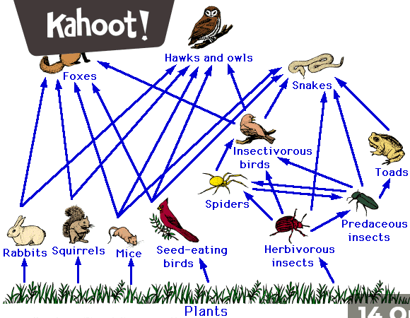 Challenge: Food Chains, Food Webs, and Energy Pyramids - Kahoot! Quiz