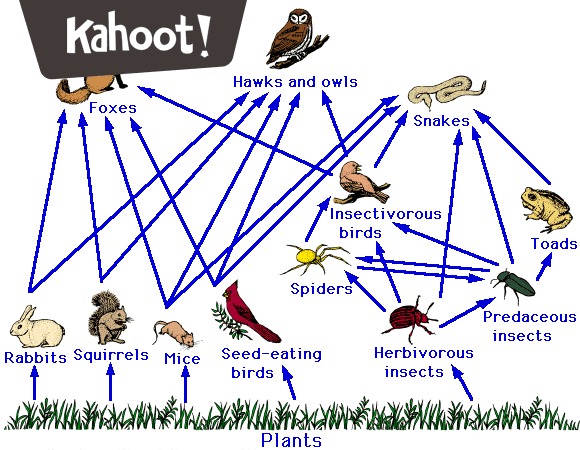 Food Chains, Food Webs, and Energy Pyramids - Kahoot! Quiz