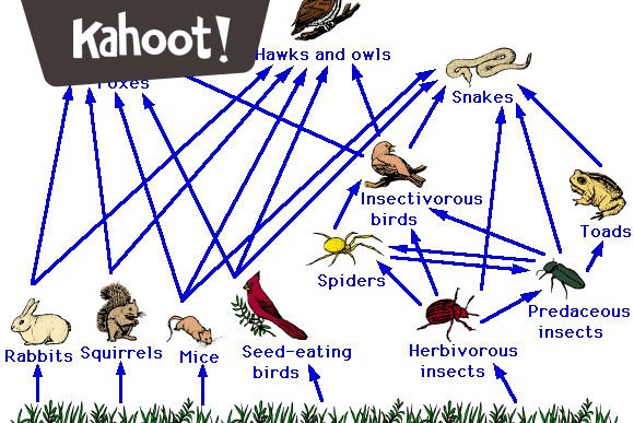 Food Chains, Food Webs, and Energy Pyramids - Kahoot! Quiz