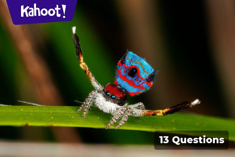 Jumper: A Day in the Life of a Backyard Jumping Spider - Kahoot! Quiz