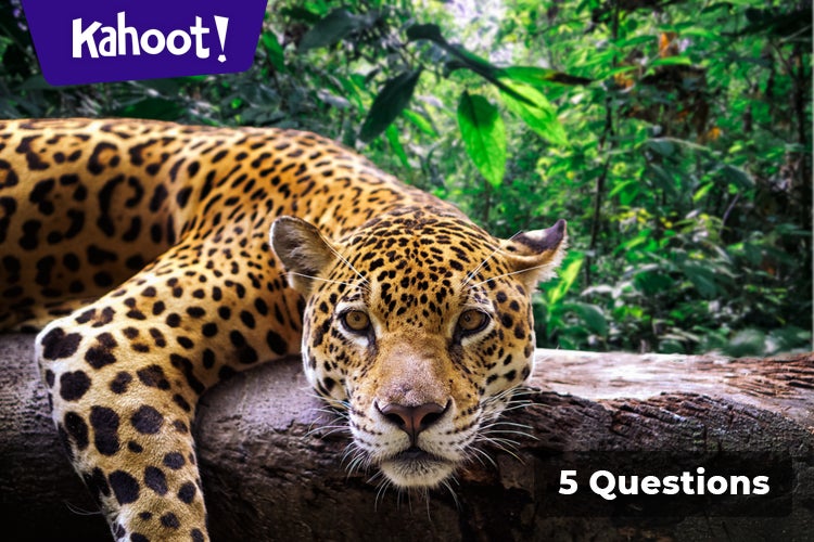 AMAZON ANIMALS CURIOSITIES - Kahoot! Quiz
