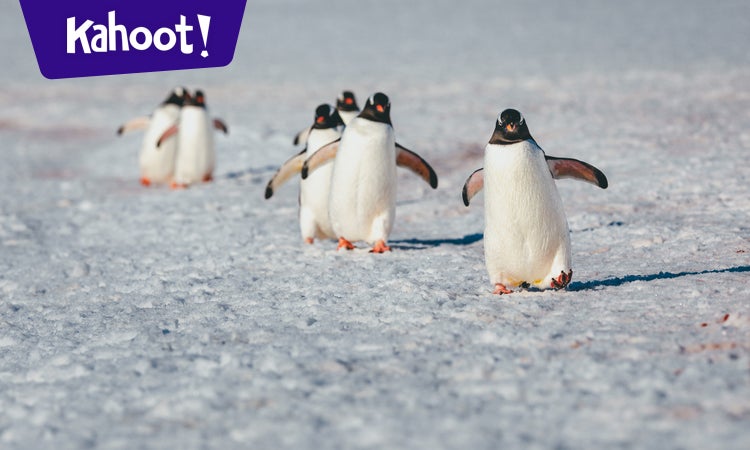 All About Penguins - Kahoot! Quiz