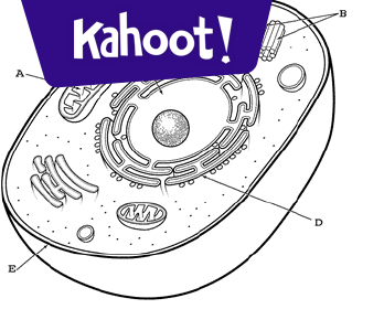 Cells and Life - Kahoot! Quiz