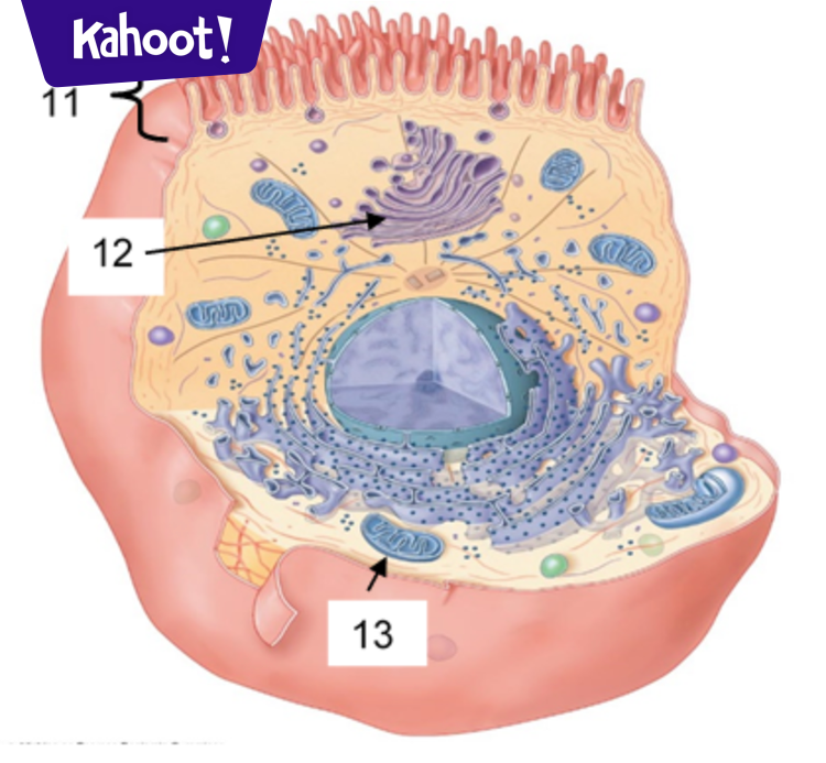 Anatomy & Physiology Exam 2 - Cells & their Function - Kahoot! Quiz