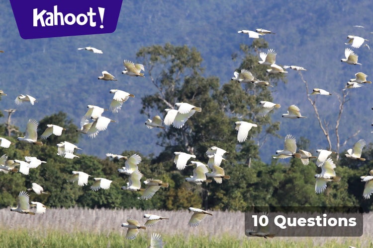 Some Australian Native Birds - Kahoot! Quiz