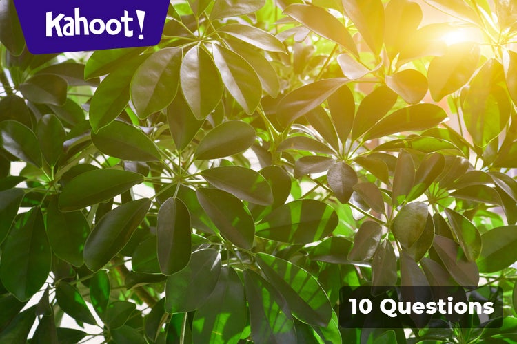 Mid-Term Review - Kahoot! Quiz