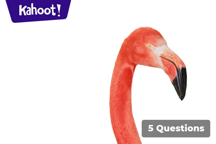 Toilet Flamingo Quiz - Kahoot! Quiz