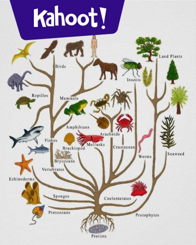 Life Science: Evidence of Evolution - Kahoot! Quiz