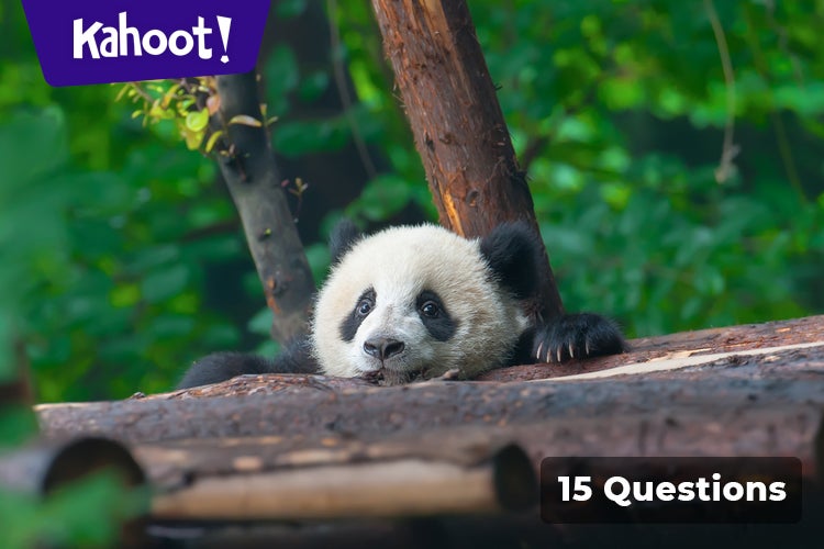Pandas, Places and birthdays - Kahoot! Quiz