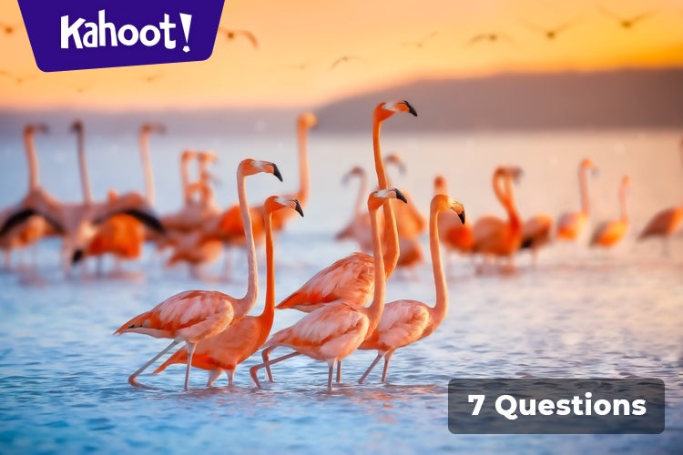 Flamingos: A Unique Bird - Kahoot! Quiz
