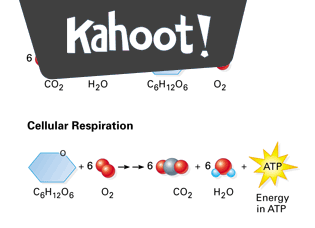 Biology Unit 6 Cellular Energy: Photosynthesis & Cell Respiration ...
