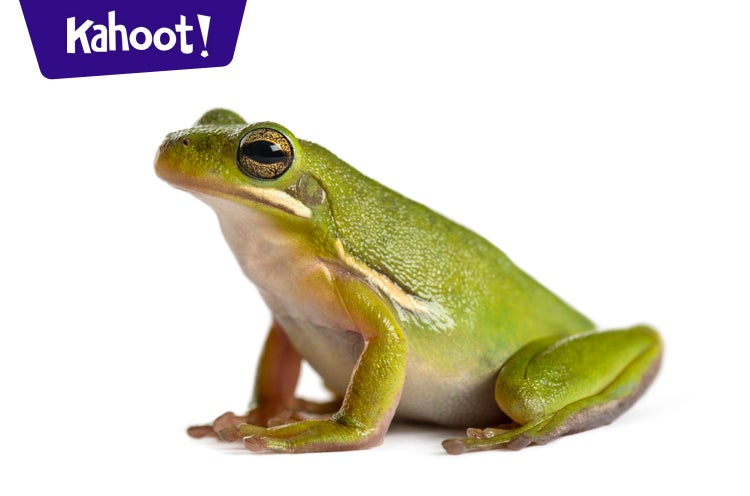 Animal classification - Kahoot! Quiz