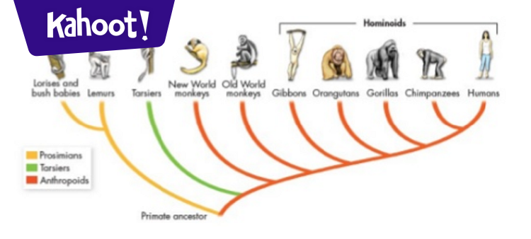 Ch 24 and 25: Animal Evolution, Diversity, and Animal Systems I ...