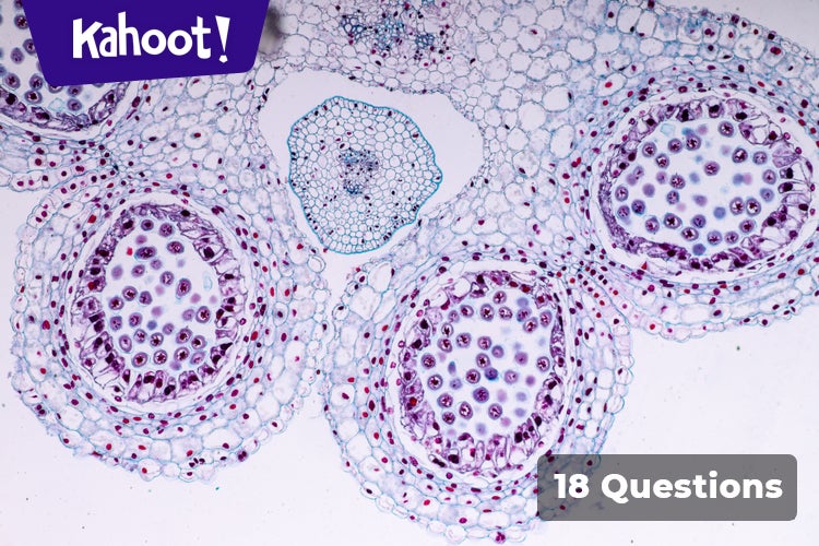 Cell Cycle, Mendelian Genetics, & DNA Assessment Pt. 2 - Kahoot! Quiz