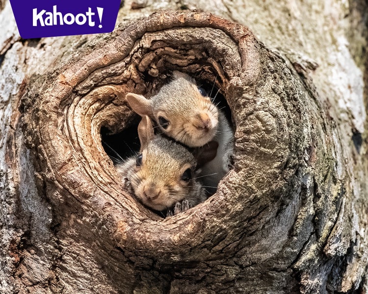 Test Review - Natural Selection & Evolution - Kahoot! Quiz