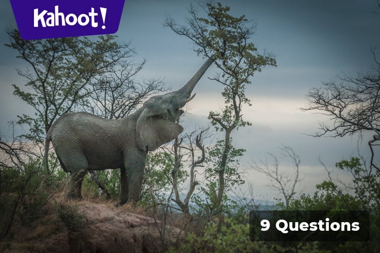 🐘 "Elephant Adventures!" 🐘 - Kahoot! Quiz
