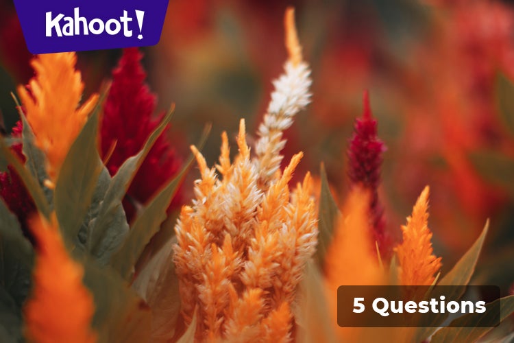 Lesson 7 Review - Kahoot! Quiz