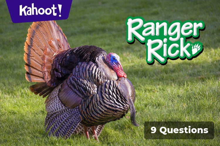 Talkin' Turkey! - Kahoot! Quiz