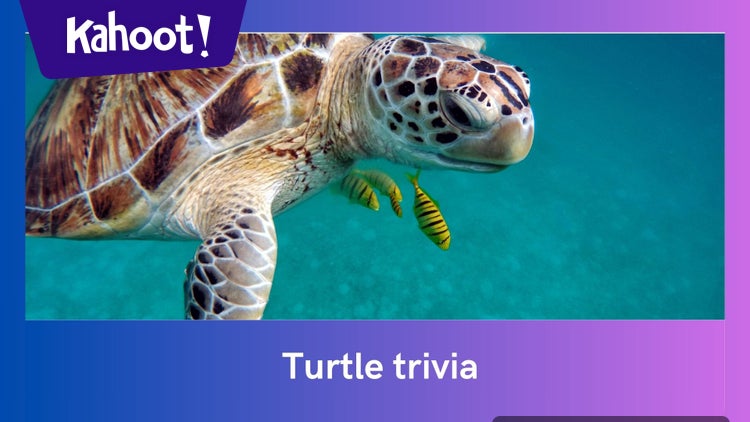 Turtle trivia - Kahoot! Quiz