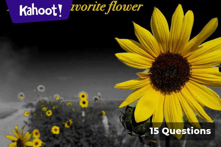 Vector vs. Bitmap - Kahoot! Quiz