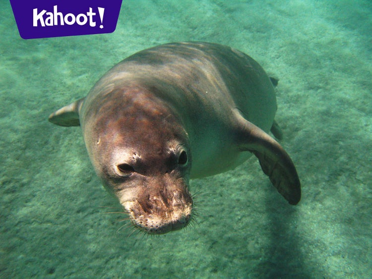 3 Saving Hawaiian Monk Seals - Kahoot! Quiz