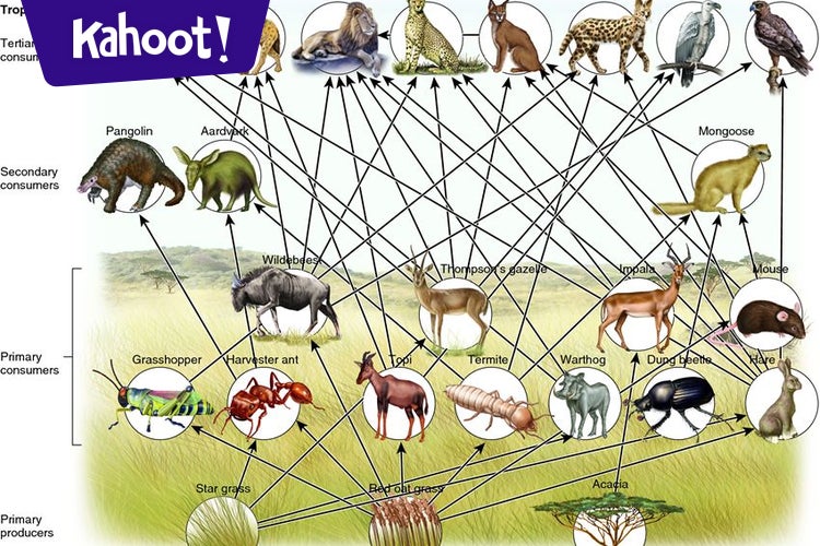 FOOD WEBS - Kahoot! Quiz