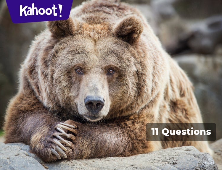 Keystone Grizzly Bears - Kahoot! Quiz