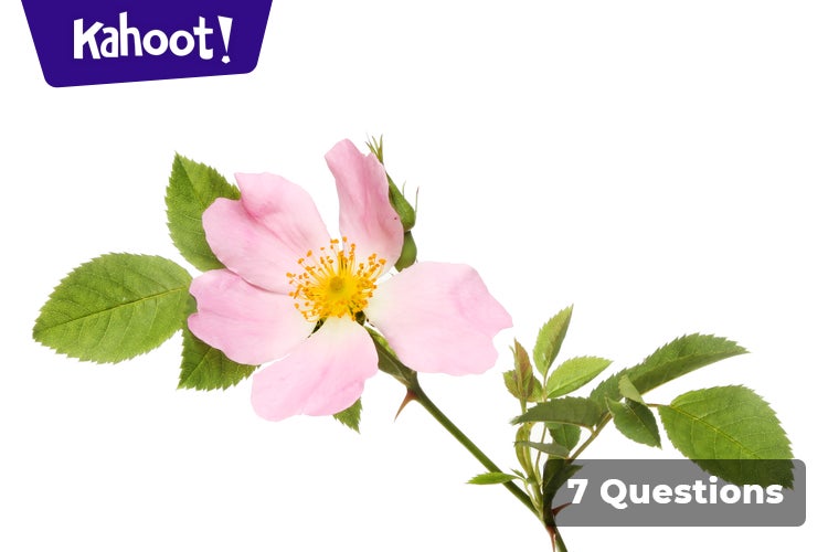 Parts of Plant - Kahoot! Quiz