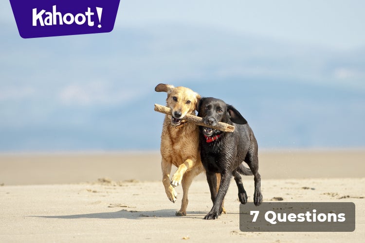 Walter the Farting Dog Goes on a Cruise - Kahoot! Quiz
