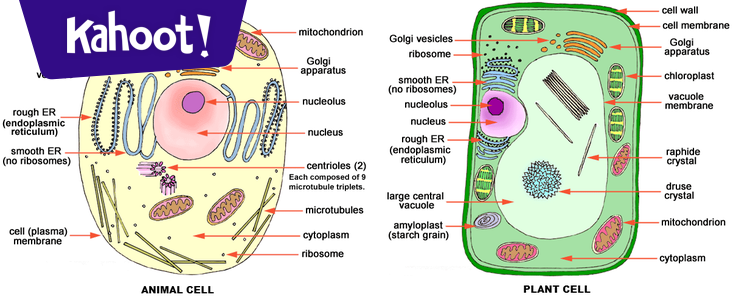 Cell Structure and Functions - Kahoot! Quiz