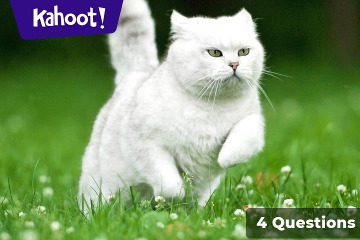 Questions 4 CATS - Kahoot! Quiz